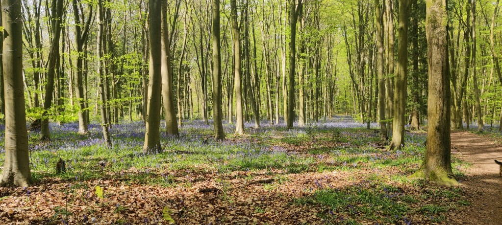 Surrey Nature Partnership – Healthy Environment | Healthy People ...