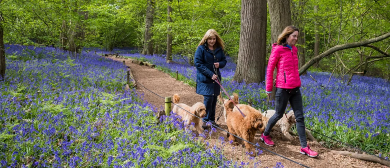 Surrey Nature Partnership – Healthy Environment | Healthy People ...