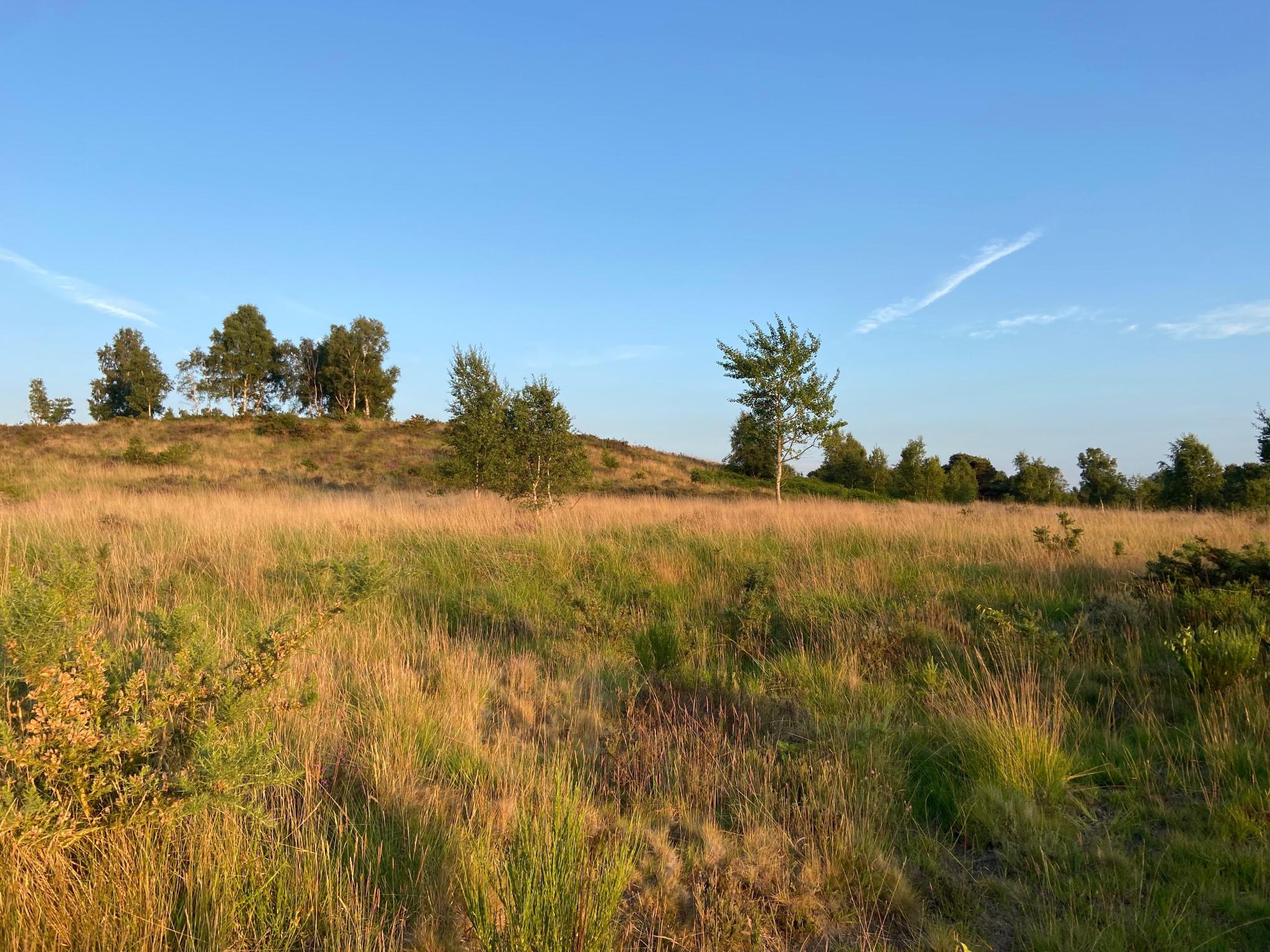 Biodiversity Field Day – Surrey Nature Partnership